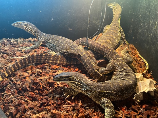 Free Shipping CB Sub Adult Argus Monitor Probable Females Group Other ...