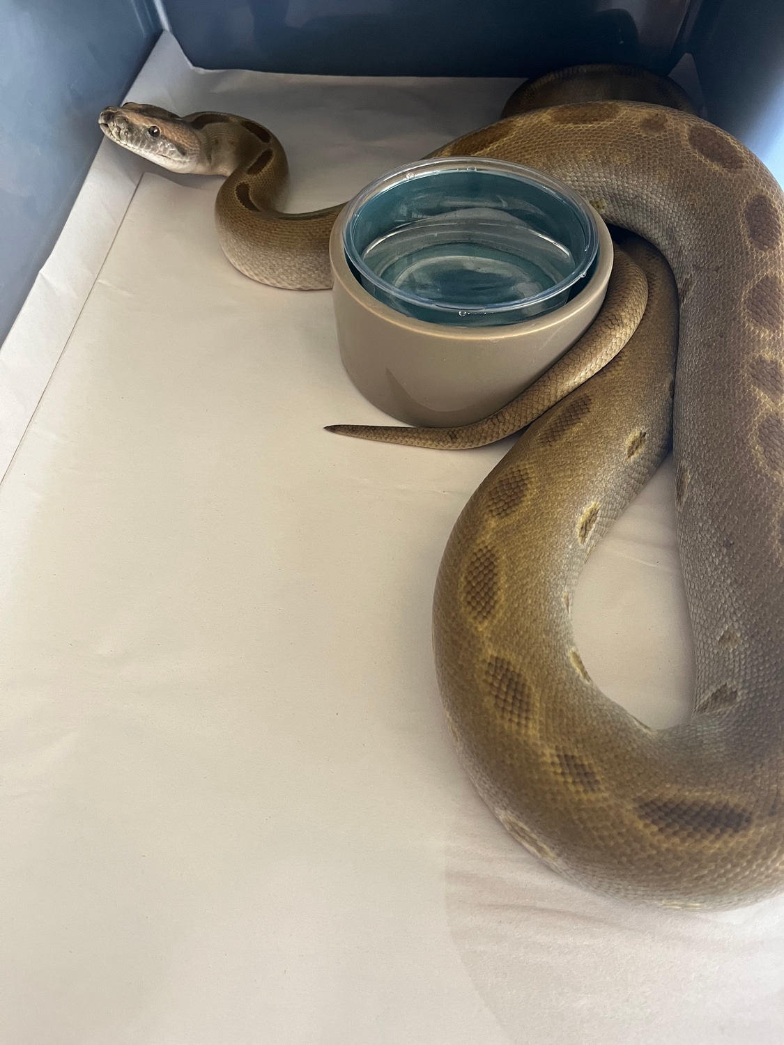 Free Shipping Green Burmese Python Probable Female by Rlh Reptiles ...