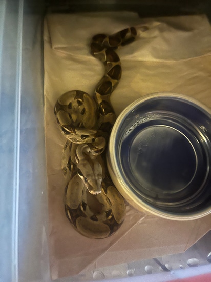 Free Shipping Normal Boa 2022 02F Boa Constrictor by Rlh Reptiles