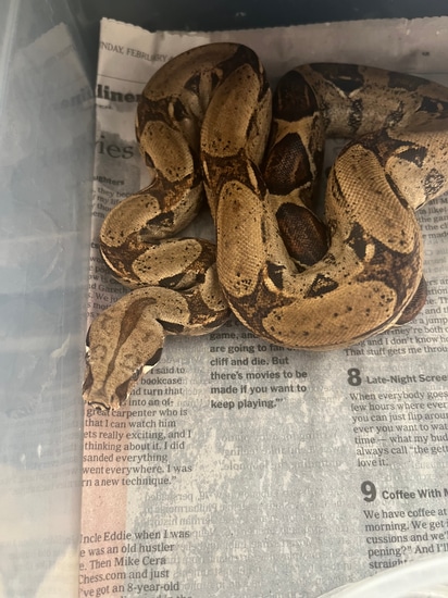 Normal BOAS 2022 1 M And 3 F 175 Shipped Now Boa Constrictor by Rlh ...