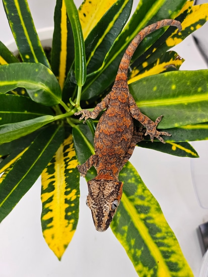 Super Super High Red Blotch, Beautiful Gargoyle Gecko by Wonderful Geckos