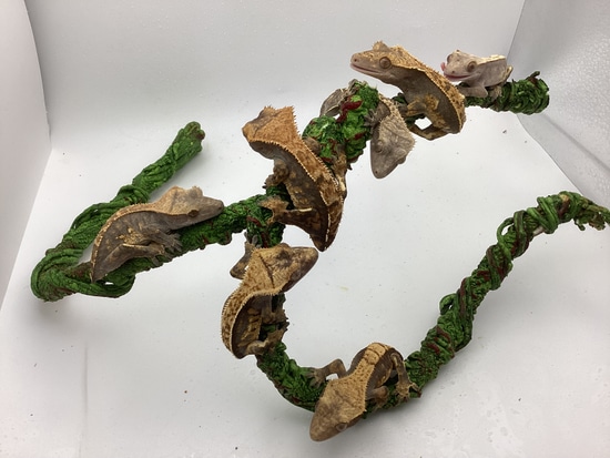 Tri-color Pinstripe Assortment -- No Tails Crested Gecko by Wonderful ...