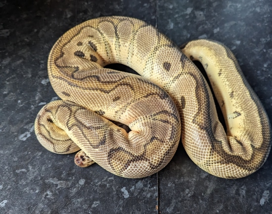 Pastel Clown Ball Python by Wonderland royals
