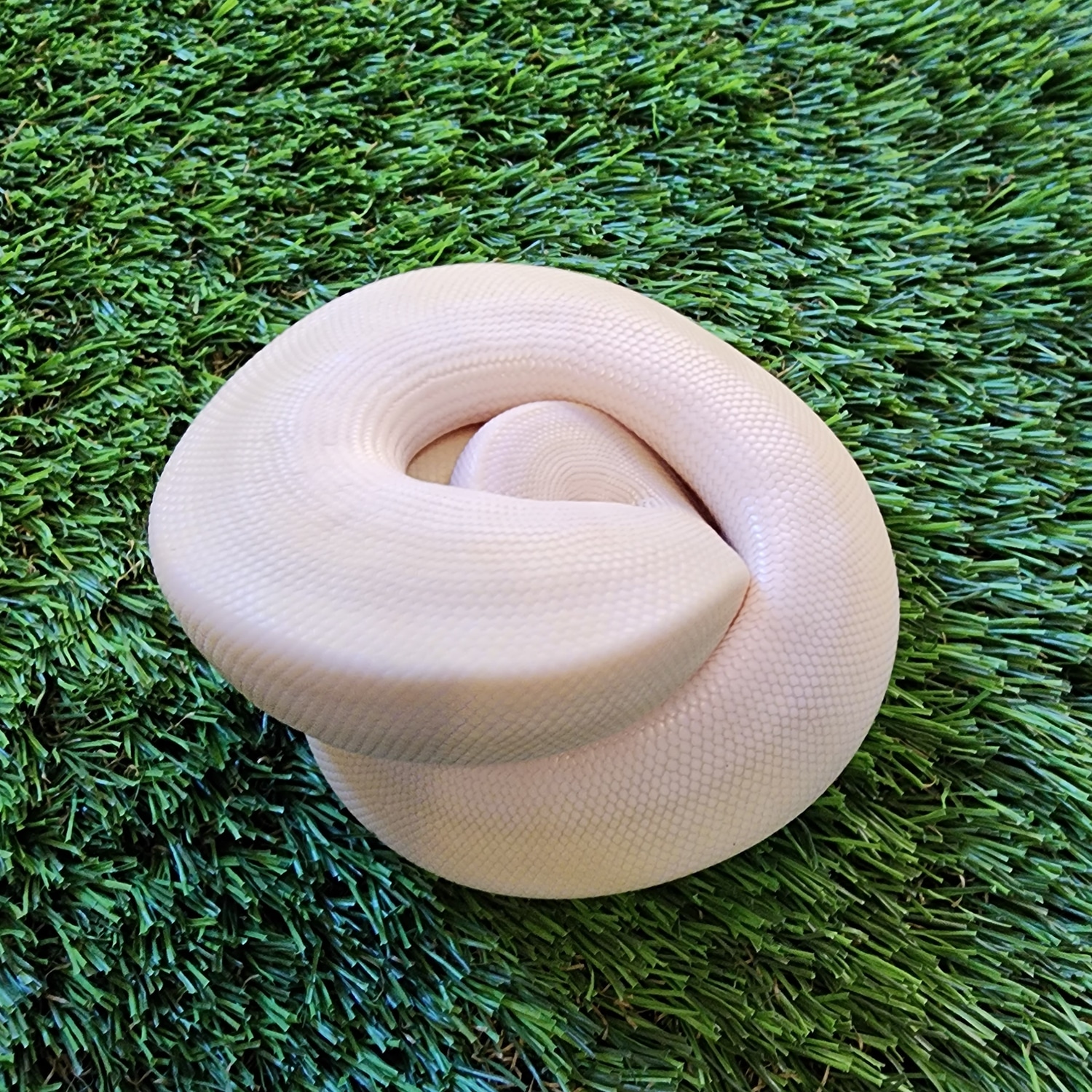 Blue Eyed Lucistic Mojave Lesser Het Piebald Ball Python by Wonderland ...