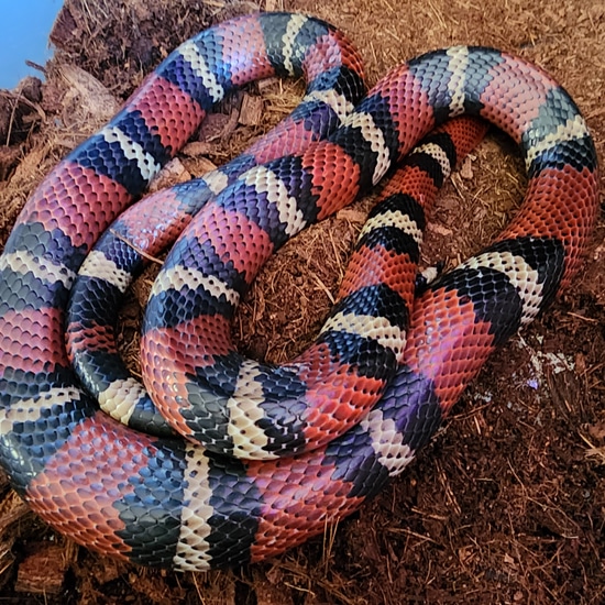 Stuart's Milk Snake by Wonderland Reptiles