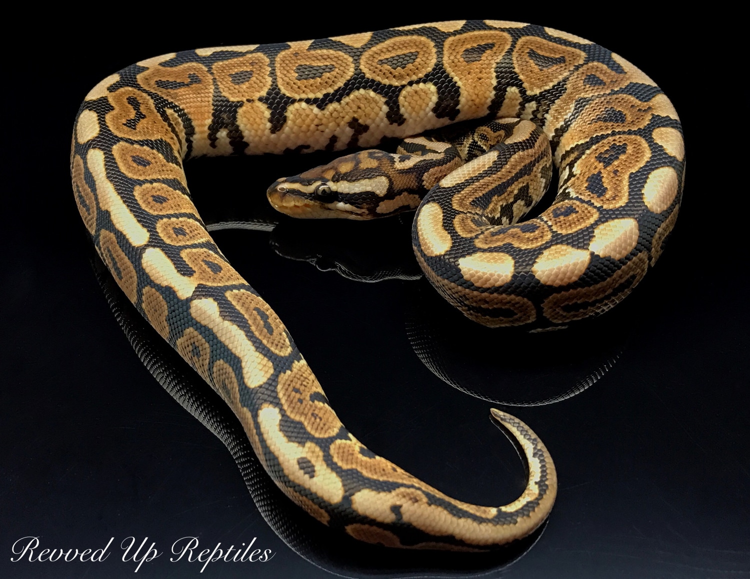 Spotnose Het Red Axanthic Ball Python by Just Incrediballs - MorphMarket