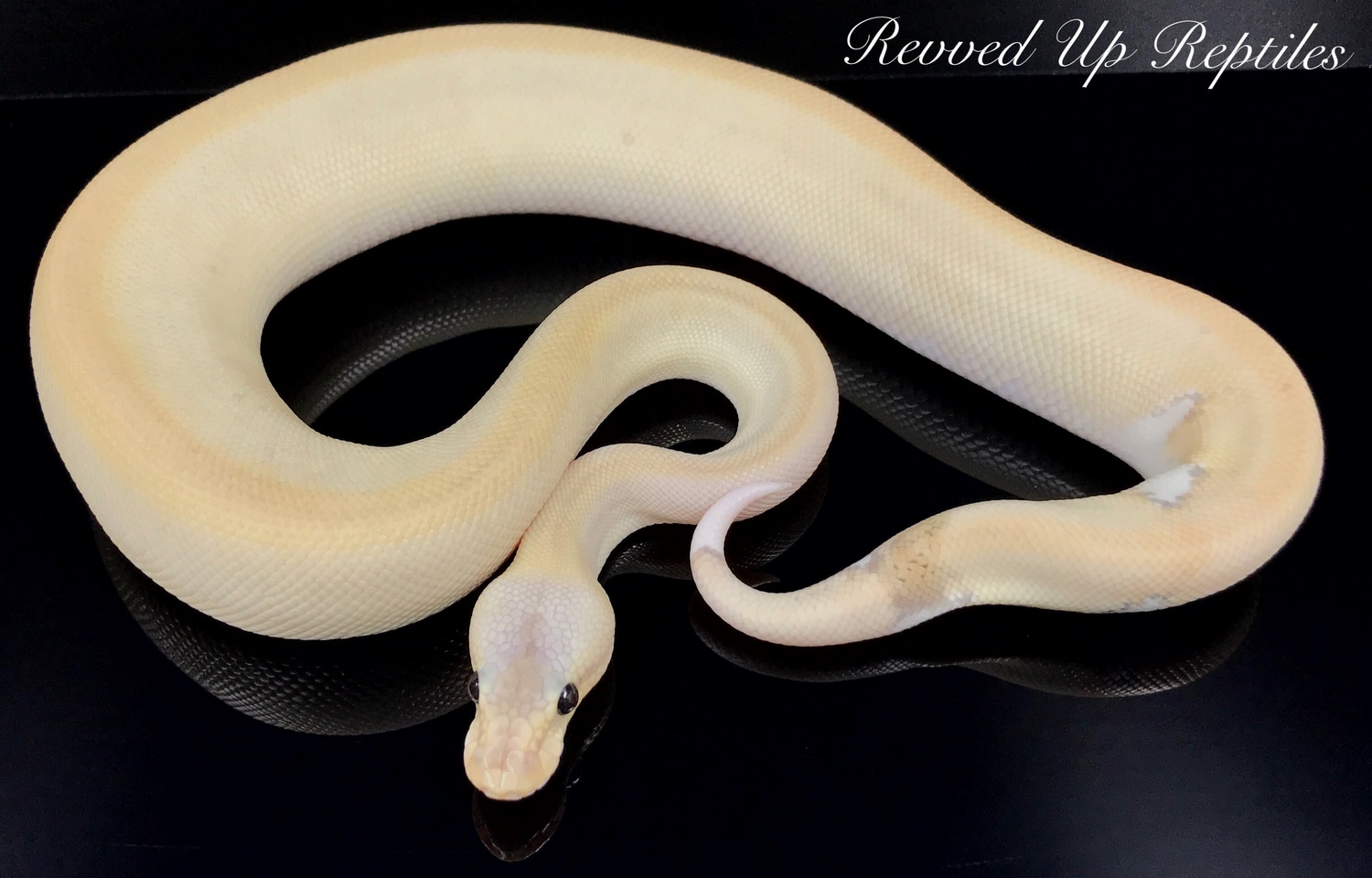 Black Pastel Mimosa Ball Python by Just Incrediballs - MorphMarket