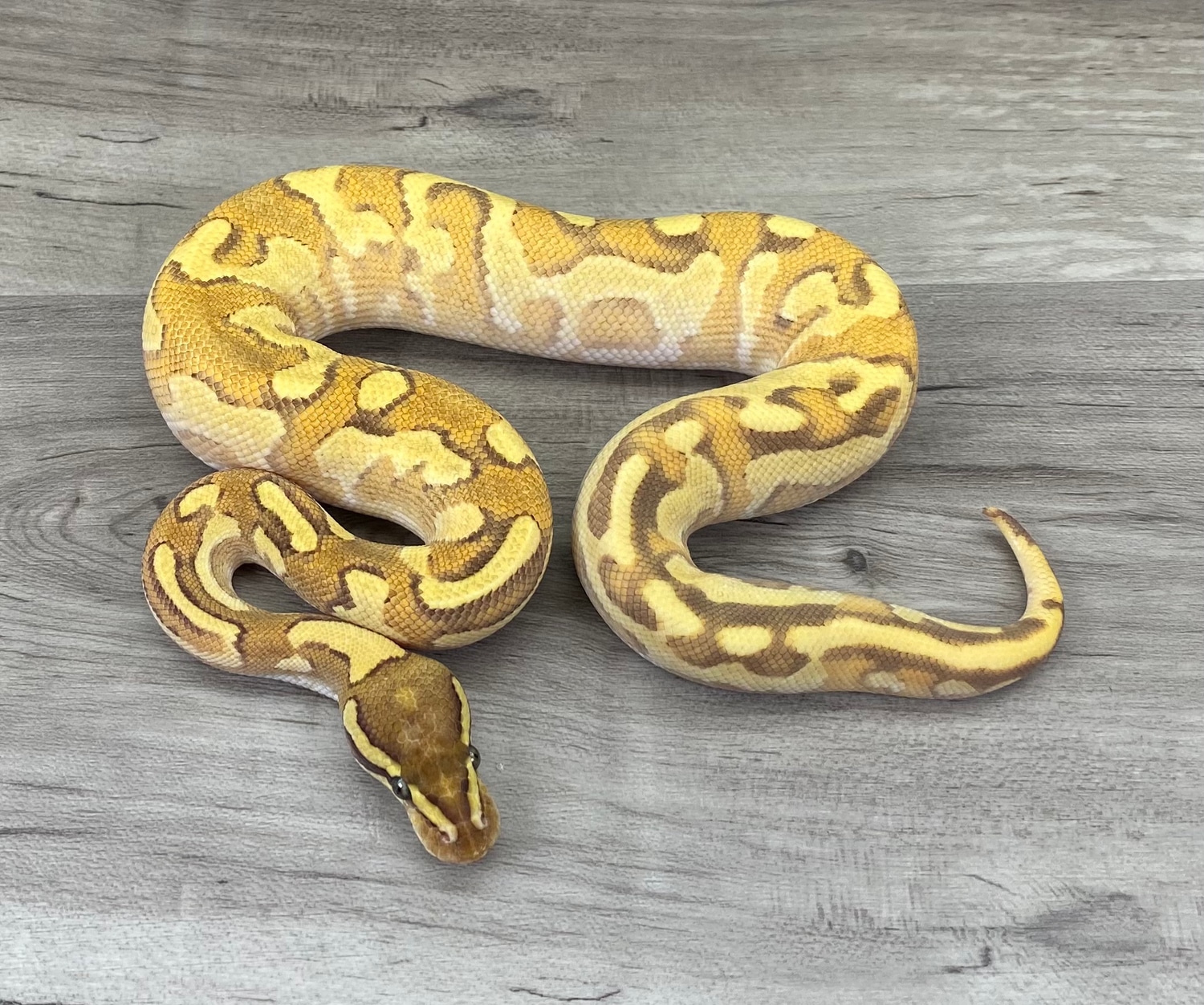 Enchi Mojave Fire Yellow Belly Ball Python by Just Incrediballs ...