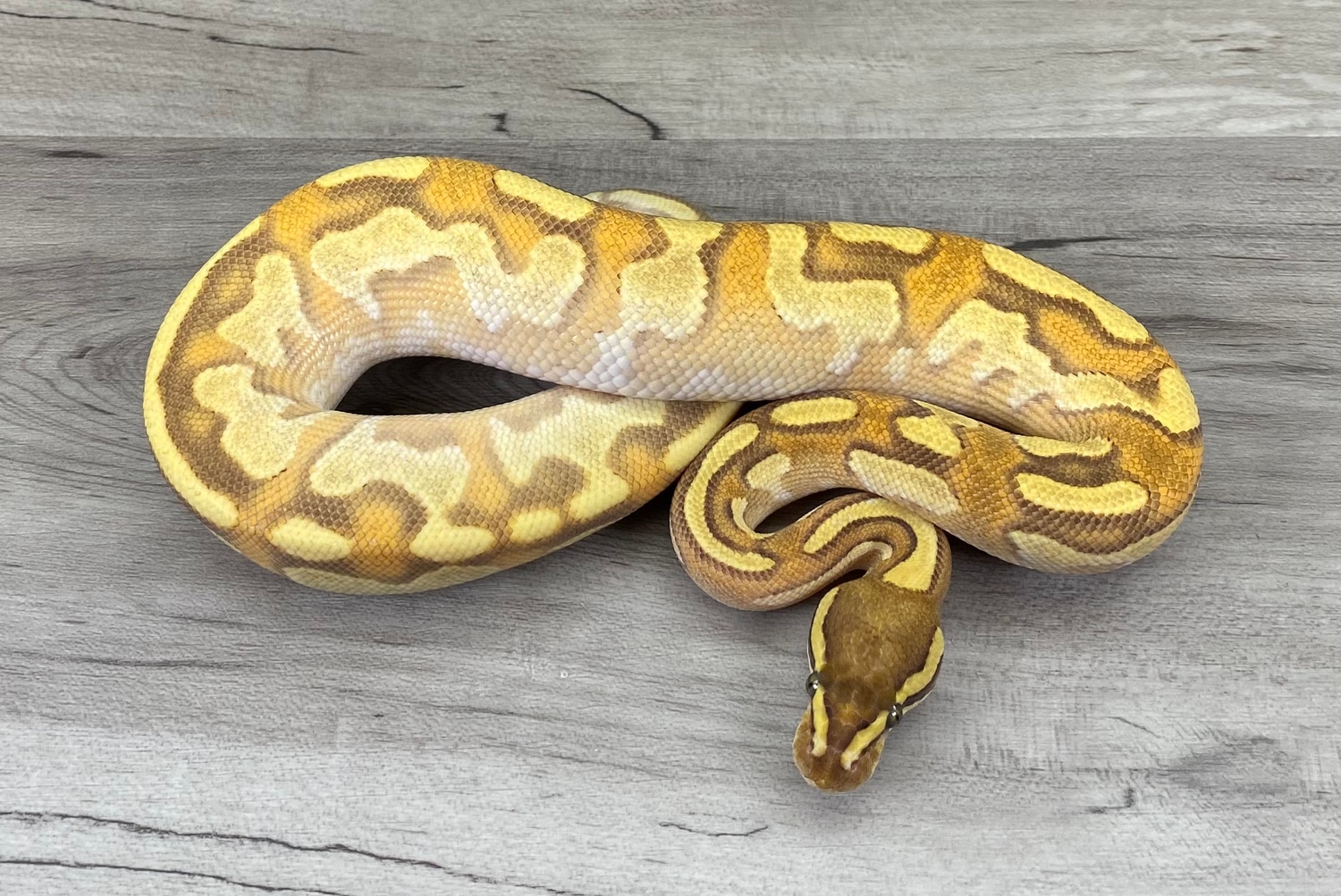 Enchi Mojave Fire Yellow Belly Ball Python by Just Incrediballs - MorphMarket