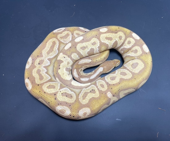 Banana Mystic Ball Python by Wooded Reptiles LLC