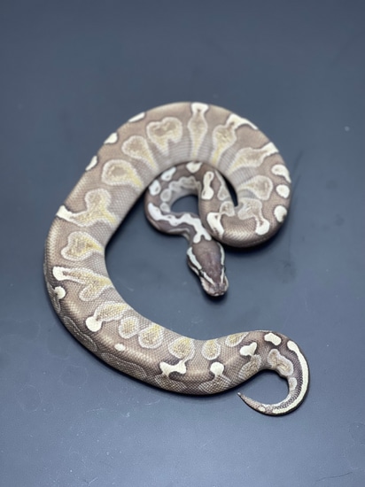 Ghi Lesser RTB Ball Python by Wooded Reptiles LLC