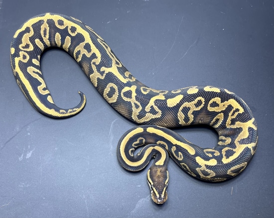 Phantom Leopard Gravel Ball Python by Wooded Reptiles LLC