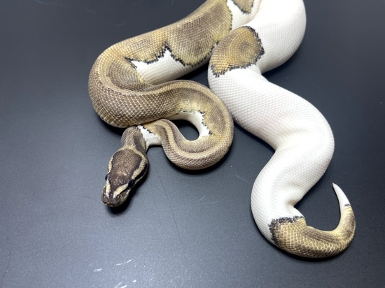RTB Phantom Pied Ball Python by Wooded Reptiles LLC