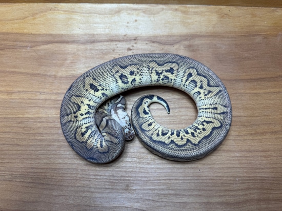 Pastel Stranger Clown 66% Het Monsoon Ball Python by Wooded Reptiles LLC