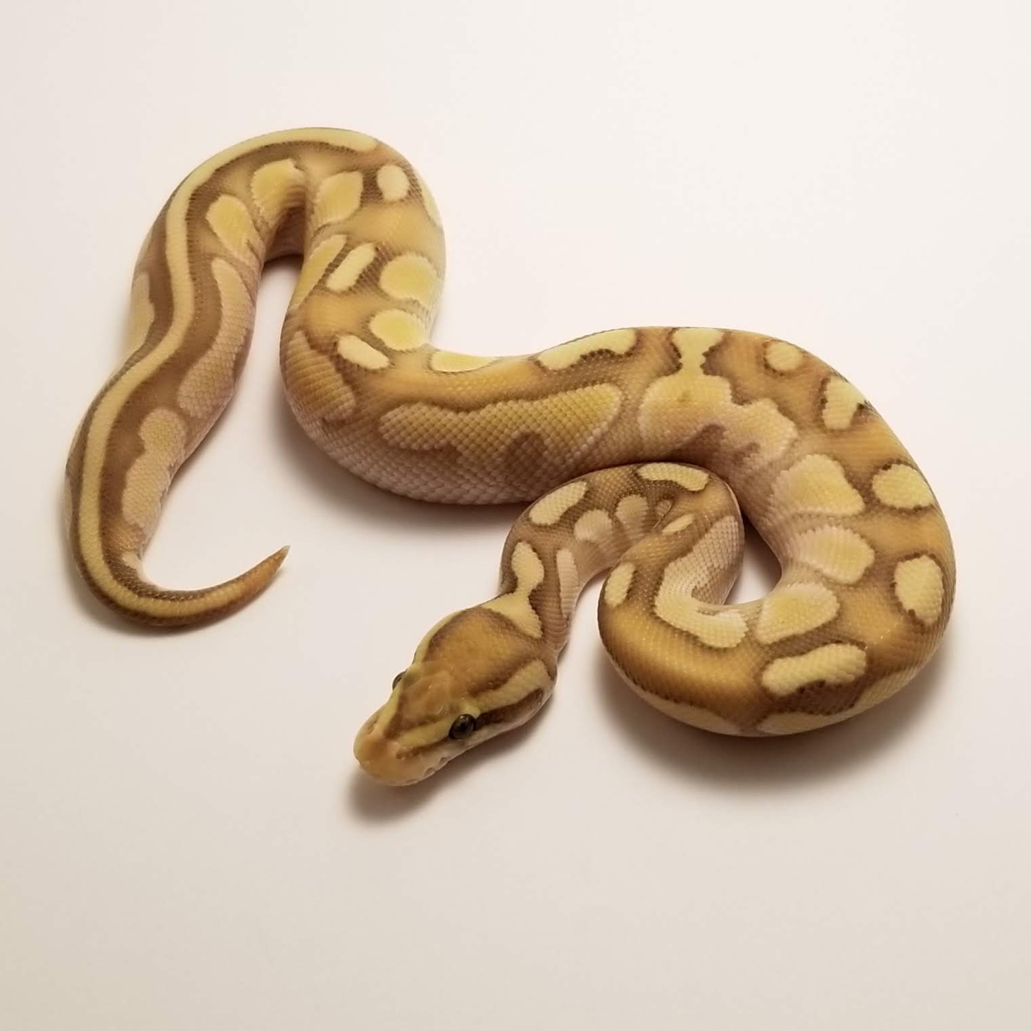 Banana Butter Ball Python by Patuxent Pythons, LLC - MorphMarket