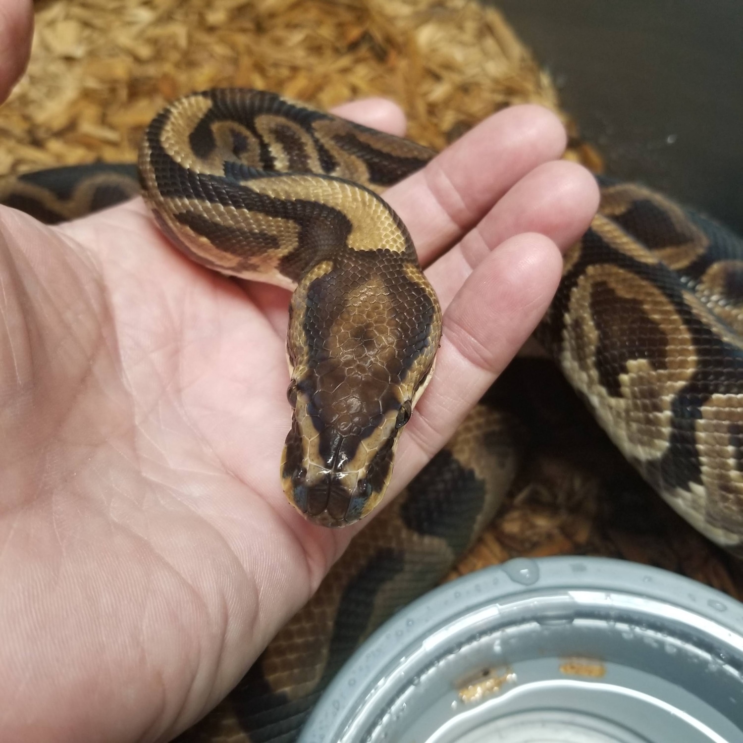 Leopard Ball Python by Patuxent Pythons, LLC - MorphMarket