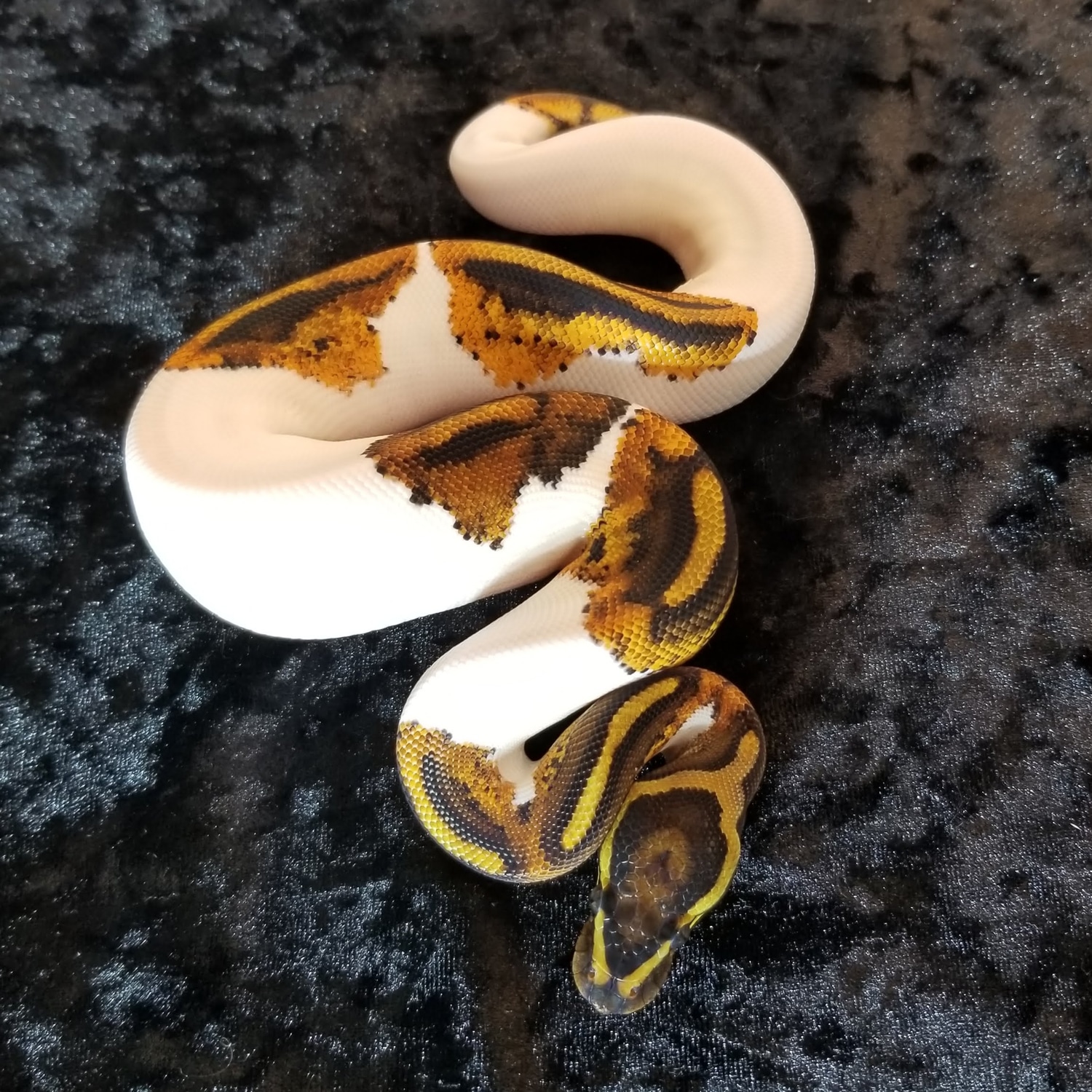 Yellow Belly Piebald Ball Python by Patuxent Pythons, LLC - MorphMarket