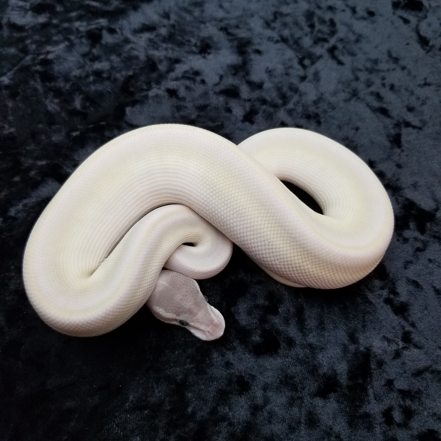 Super Mojave GHI Ball Python by Patuxent Pythons, LLC - MorphMarket