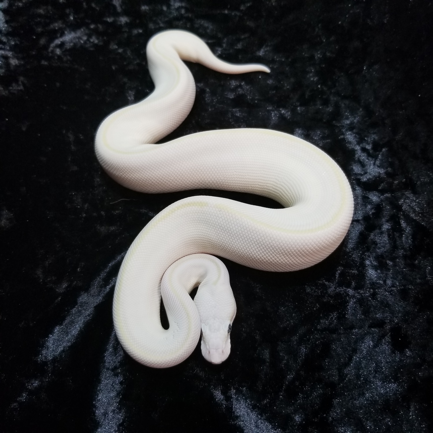 Lesser Mojave Ball Python by Patuxent Pythons, LLC - MorphMarket