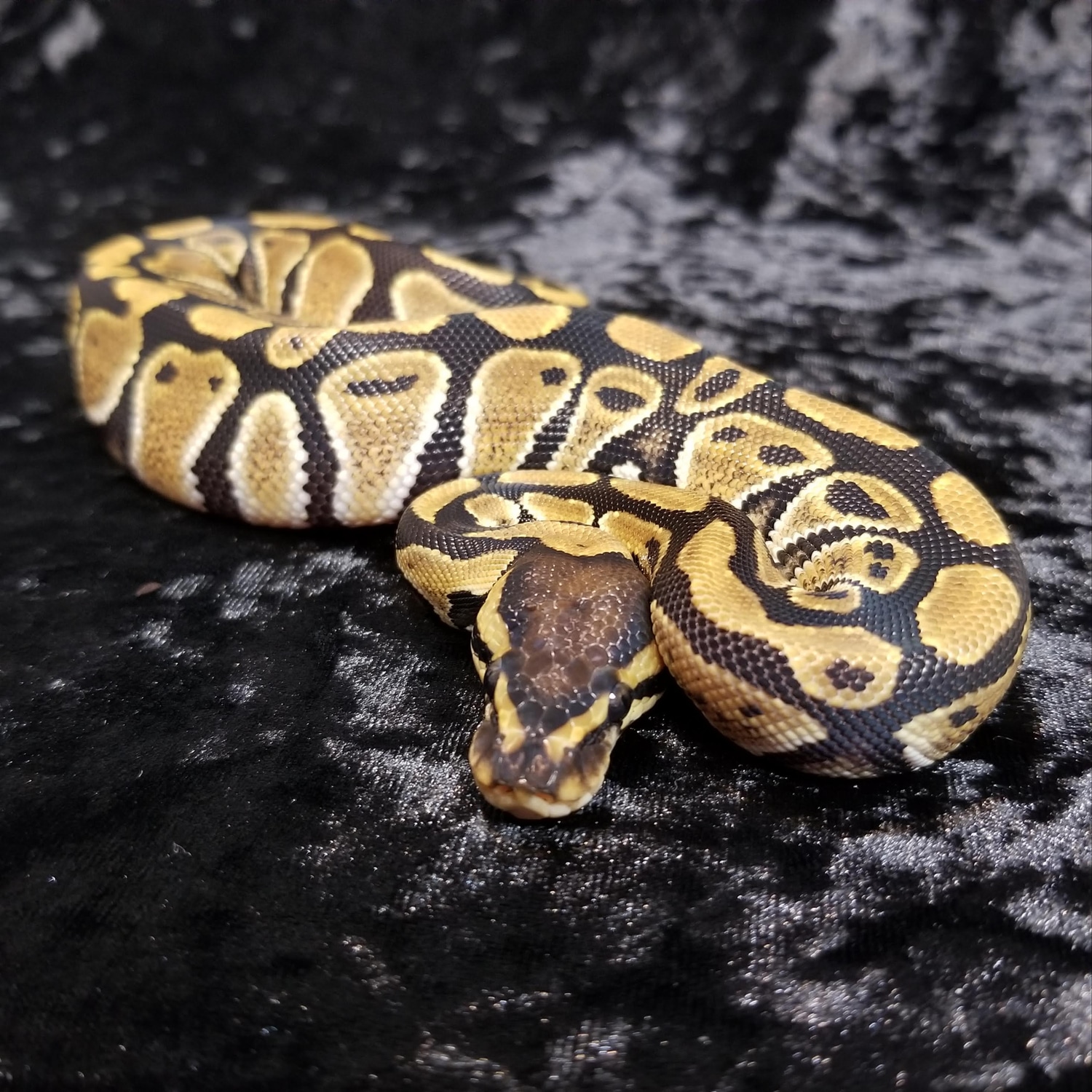 Het Clown Ball Python by Patuxent Pythons, LLC - MorphMarket