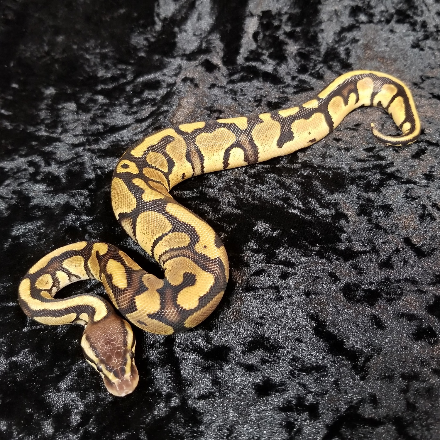 Pastel Double Het VPI Axanthic/Pied 50% Het Albino Ball Python by ...