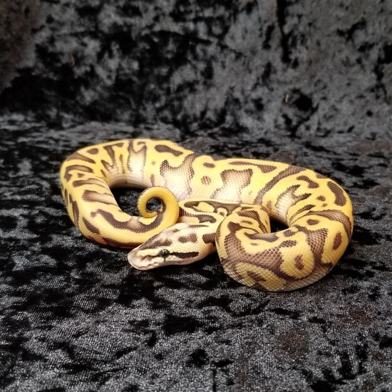 Super Pastel Leopard Het Clown Ball Python by Patuxent Pythons, LLC