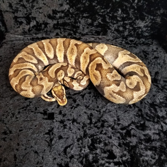 Pastel Enchi GHI Ball Python by Patuxent Pythons, LLC