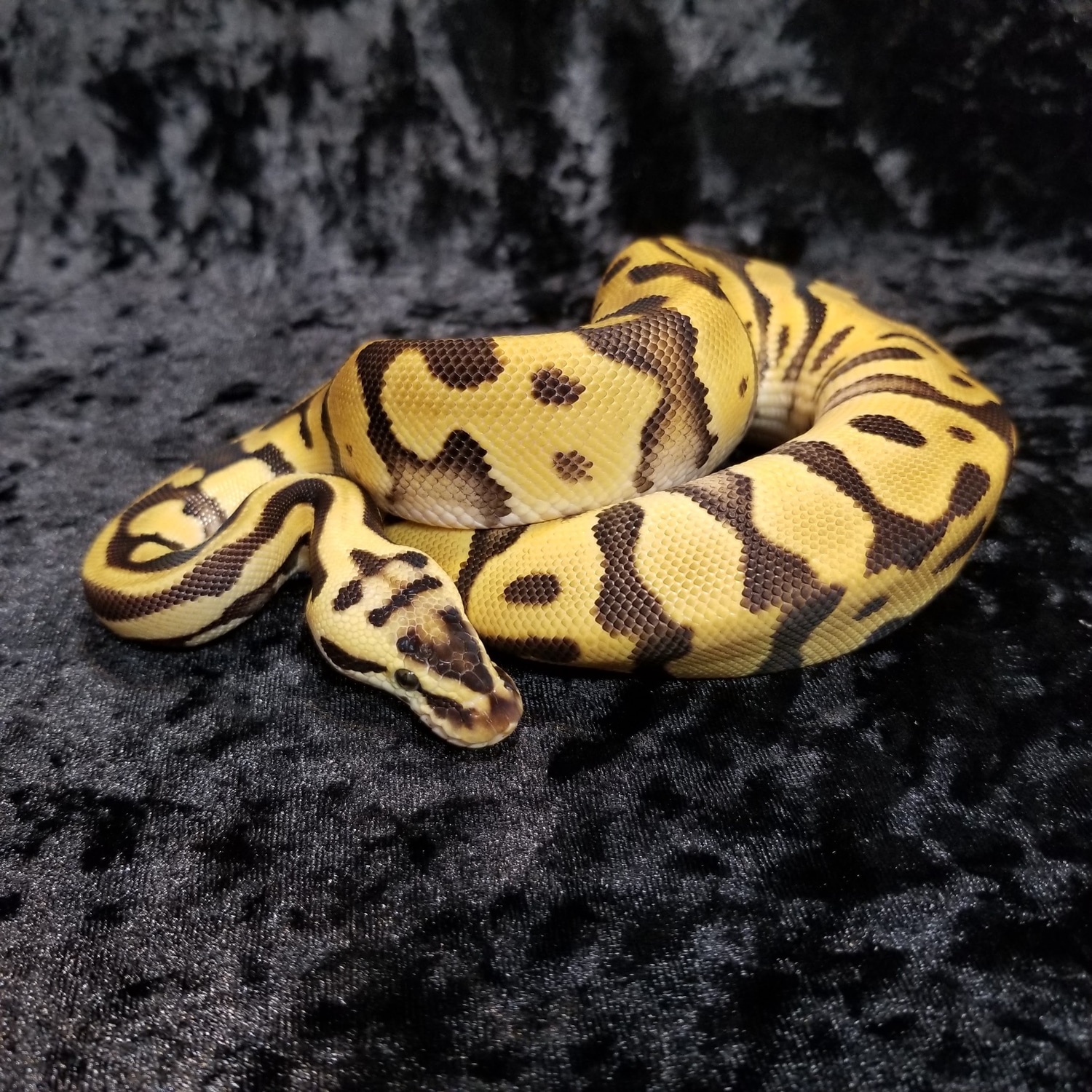 Pastel Leopard Enchi Het Clown Ball Python by Patuxent Pythons, LLC ...