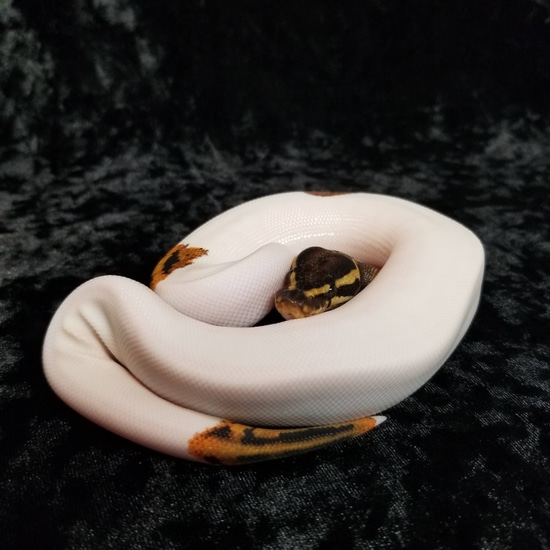Yellow Belly Piebald Ball Python by Patuxent Pythons, LLC