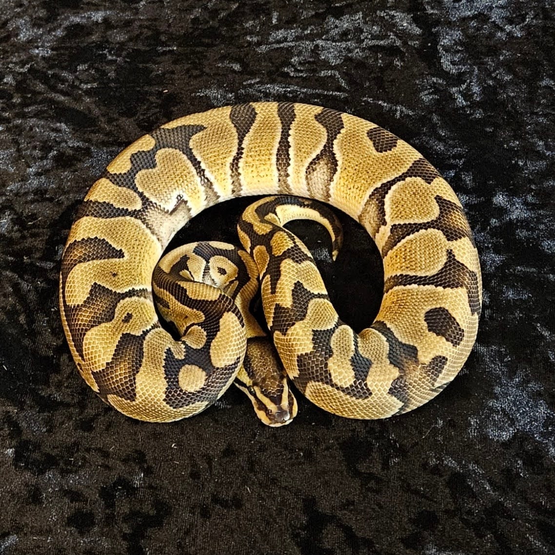 Enchi Het Clown Ball Python by Patuxent Pythons, LLC - MorphMarket