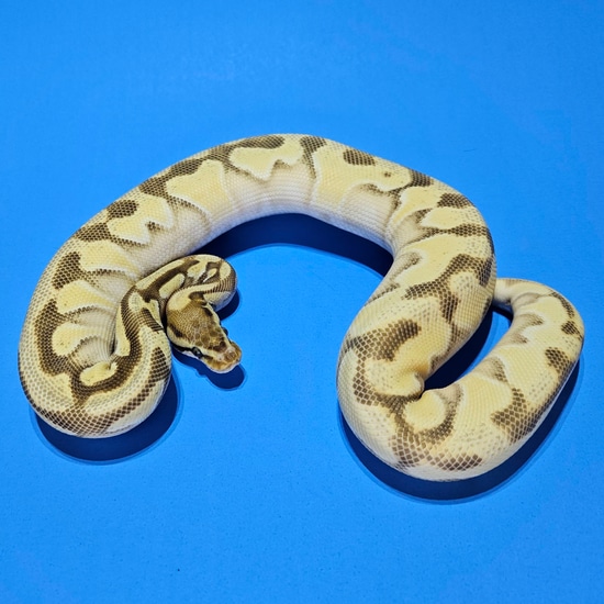 Orange Dream Pastel Enchi Mojave 50% Het Clown Ball Python by Patuxent ...