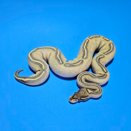 Highway Het Piebald Ball Python by Patuxent Pythons, LLC