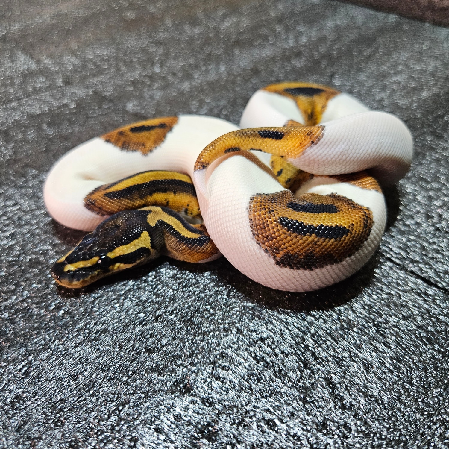 Piebald Ball Python by Patuxent Pythons, LLC - MorphMarket