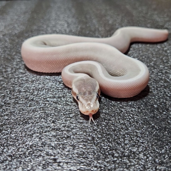 GHI Mystic Potion Ball Python by Patuxent Pythons, LLC