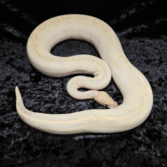 Highway Ball Python by Patuxent Pythons, LLC
