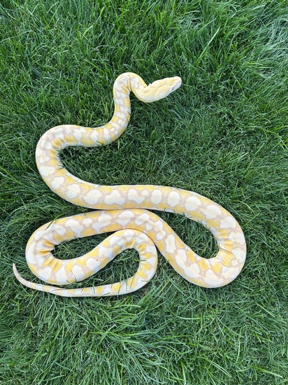 2020 62.5% Kalatoa, Purple Albino, Het Anery Reticulated Python by ...