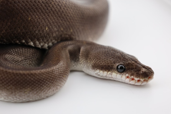 8Ball (Pet Only) Ball Python by Woo’s Reptiles