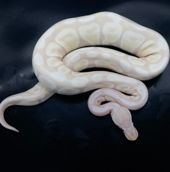 Lavender Snow Ball Python by Woo’s Reptiles
