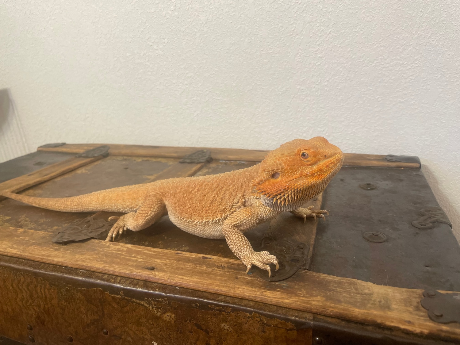 Orange Hypo Het Zero Het Translucent Proven Breeder Central Bearded ...