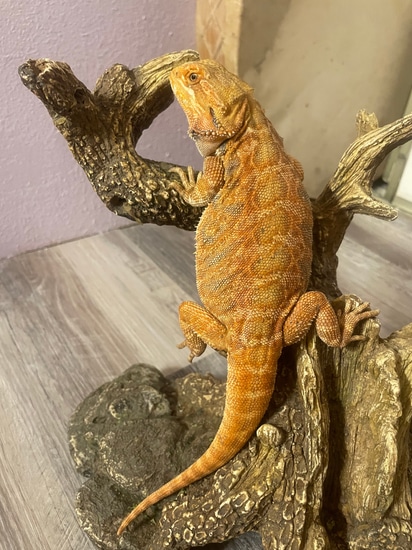 Red Orange Hypo Leather Back 50% Het Zero... Central Bearded Dragon by ...
