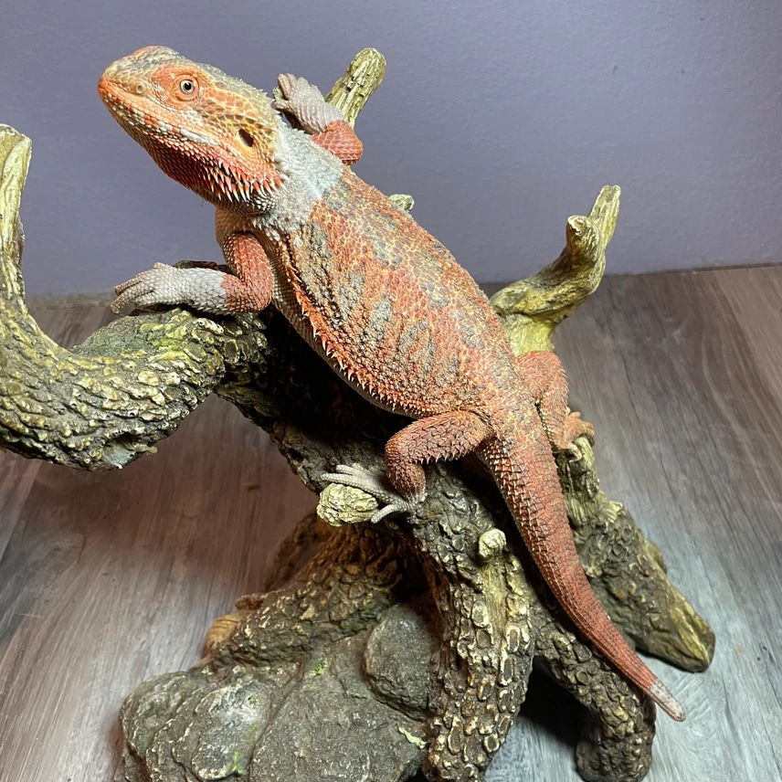 Red Tiger Hypo 50% Het Zero... Central Bearded Dragon by Magical Morph ...