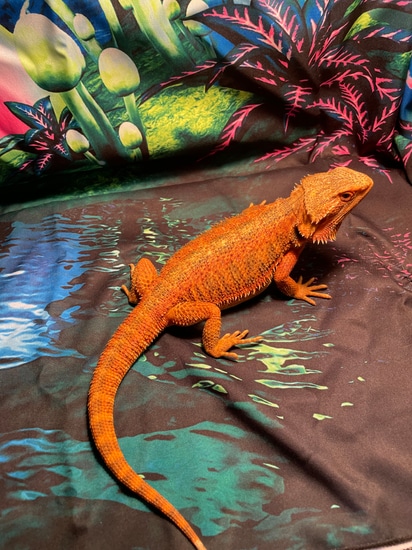 Red Orange Tiger Hypo Het Zero Central Bearded Dragon by Magical Morph ...