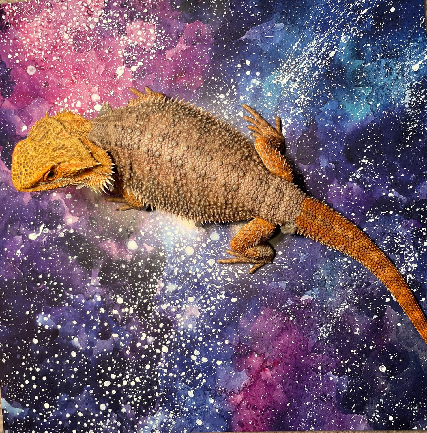 Red Orange Hypo Het Zero Central Bearded Dragon by Magical Morph ...