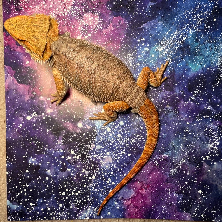 Red Orange Hypo Tiger Het Zero Central Bearded Dragon by Magical Morph ...