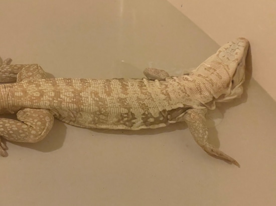 Ultra Purple Albino Male Tegu Argentine Tegus by Magical Morph Creations