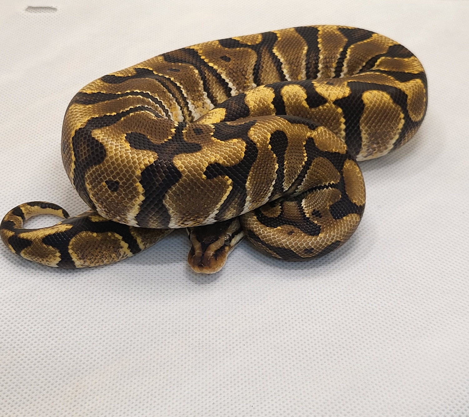 Hidden Gene Woma Ball Python by Python Antics - MorphMarket