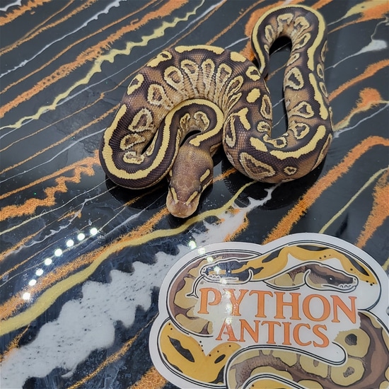 Mojave Yellow Belly/Spark Ball Python by Python Antics