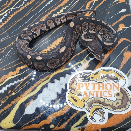 Cinnamon Ball Python by Python Antics
