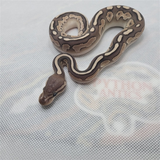 Cinnamon Lesser Butter Ball Python by Python Antics