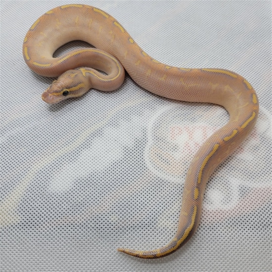 Fire Highway Ball Python by Python Antics